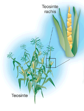 Teosinte (Wild Corn) Seeds 4 oz – Original Thought's Herban Market